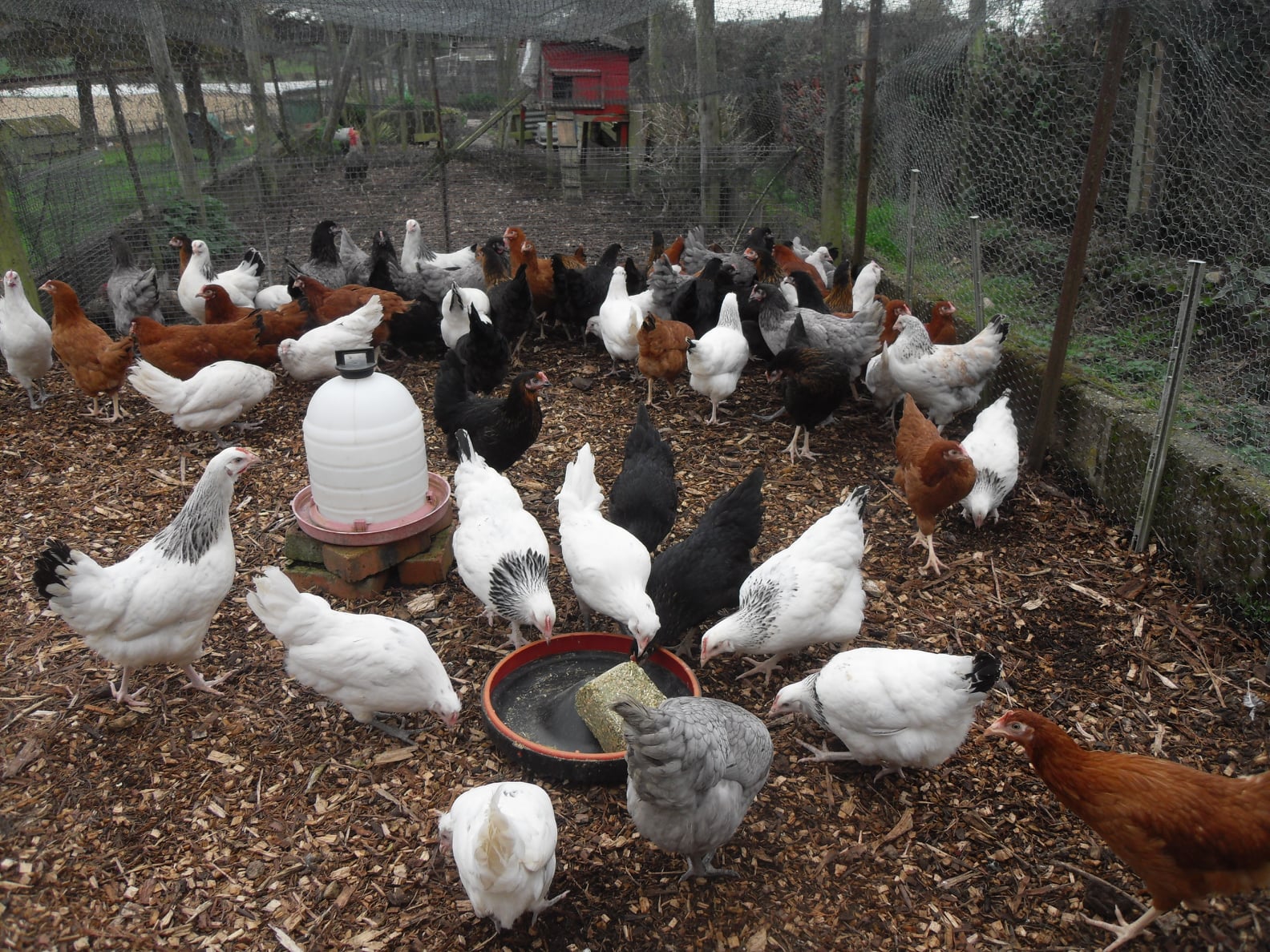Our new batch of coloured hybrids – Hens Made Easy