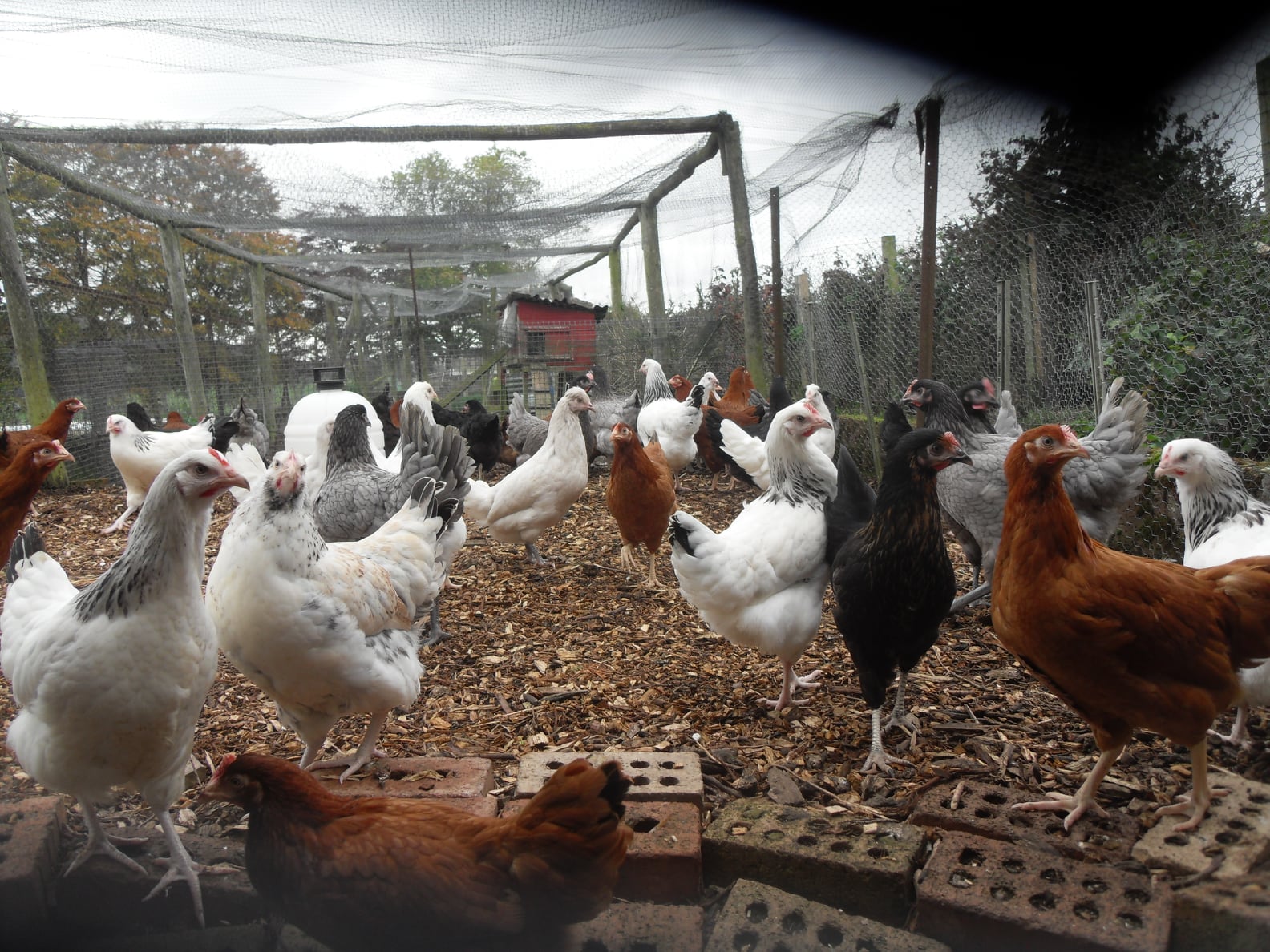 Our new batch of coloured hybrids – Hens Made Easy