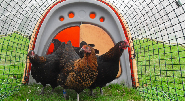 Hens Made Easy – Welcome to the good life